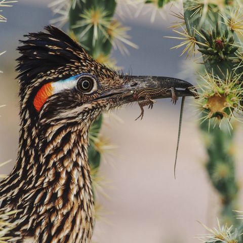 Close-up of roadrunner eating lizard | ID: 89287554
