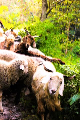 Sheep on tree | ID: 103015679