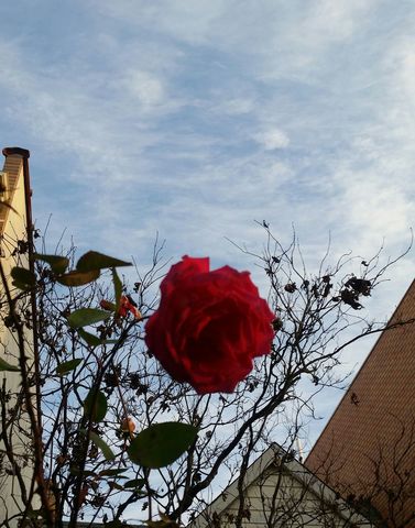 Low angle view of red rose against sky | ID: 78351121