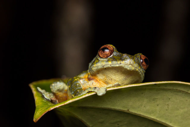 Close-up of a frog | ID: 127731761