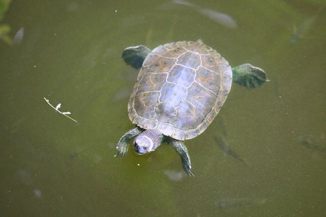 High angle view of turtle swimming in lake | ID: 139014805