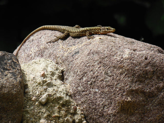 Close-up of lizard on rock | ID: 85300381