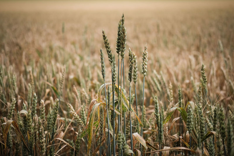 Growing Crops pictures | Curated Photography on EyeEm
