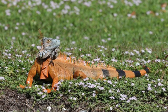 View of an animal on field | ID: 158640674