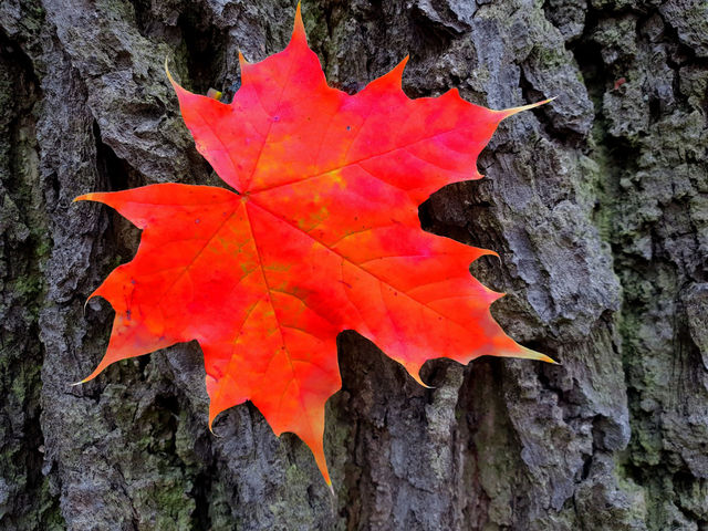 Close-up of maple leaves on tree trunk | ID: 131851132