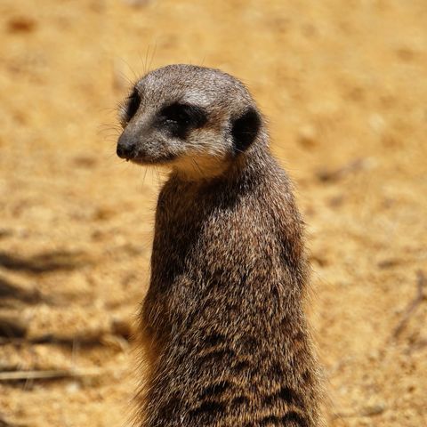 Close-up of an animal head | ID: 144390173