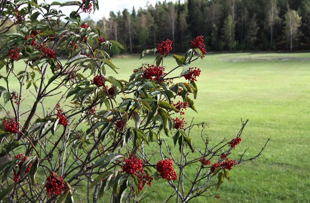 Red flowering plant on field | ID: 128007894