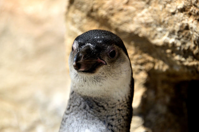 Close-up of penguin | ID: 110428583