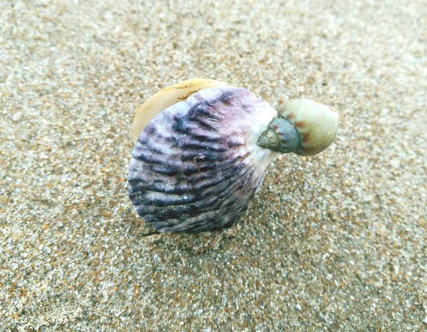 Close-up of snail on sandy beach | ID: 117114740