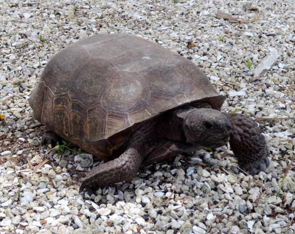Close-up of tortoise in ground | ID: 119834121