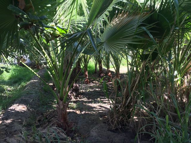 View of palm trees in field | ID: 144616731