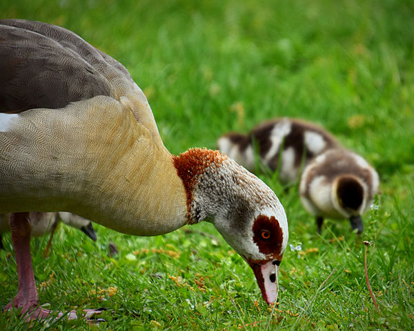 Close-up of bird on grassy field | ID: 196400073