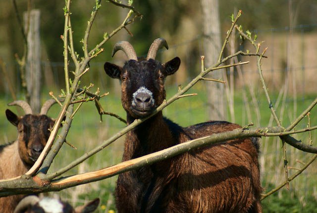 Goat looking through the branches | ID: 141961368
