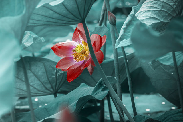 flower 197421095 | Beautiful photography on EyeEm