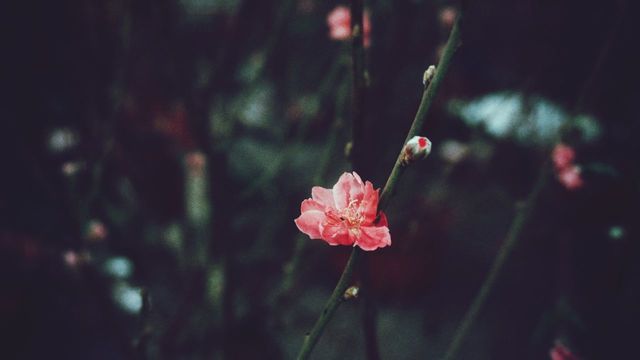 Tet pictures | Curated Photography on EyeEm