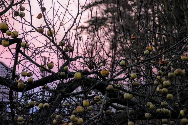 Close-up of apple tree | ID: 109171348
