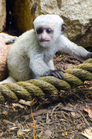 Close-up of monkey on rope | ID: 94773972