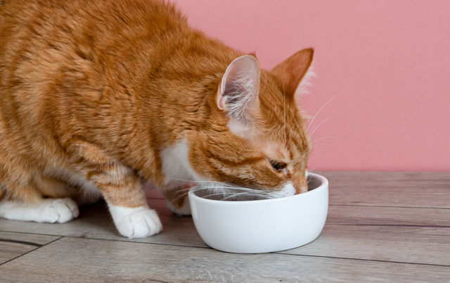 Close-up of cat eating food | ID: 161621376