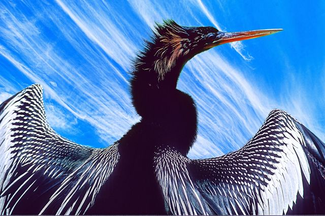 Low angle view of bird against the sky | ID: 106451959