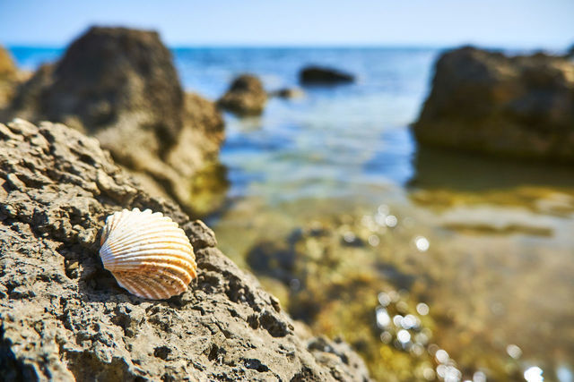 Close-up of seashell on rock | ID: 146525545