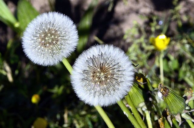 Close-up of white dandelion flower | ID: 122347020