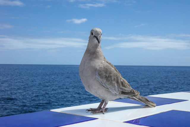 Close-up of seagull perching on shore | ID: 115744863