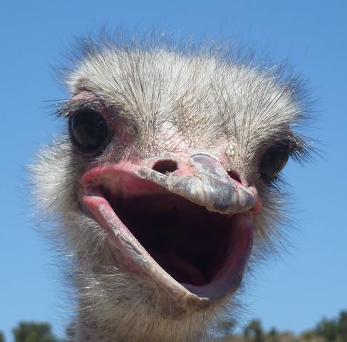 Close-up of an ostrich in andalusia, spain. | ID: 143040054