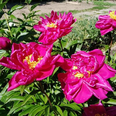 plant 215465230 | Beautiful photography on EyeEm