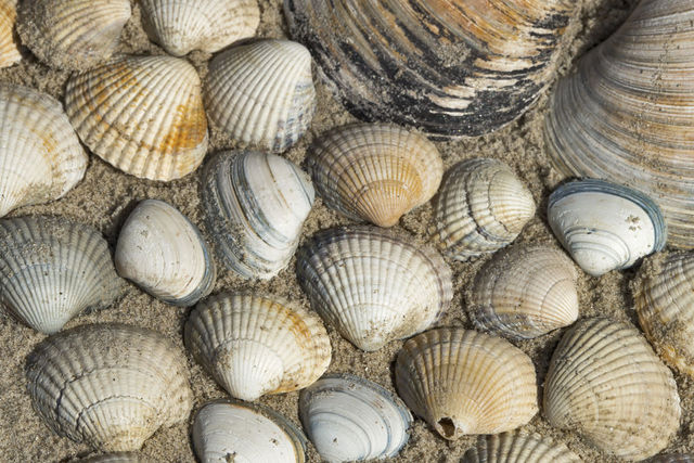 High angle view of shells in the sea | ID: 121899802