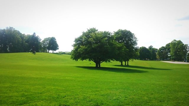 Trees on grassy field | ID: 66792604