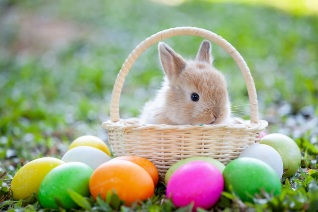Rabbit with easter eggs on field | ID: 137957737