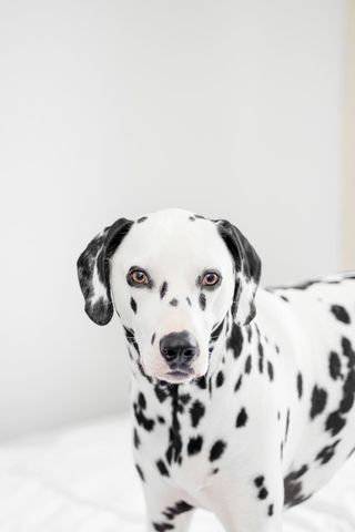 Close-up portrait of dalmatian dog | ID: 102251467