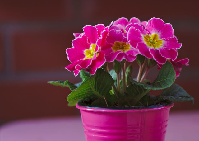 Close-up of pink flowers in pot | ID: 156433155
