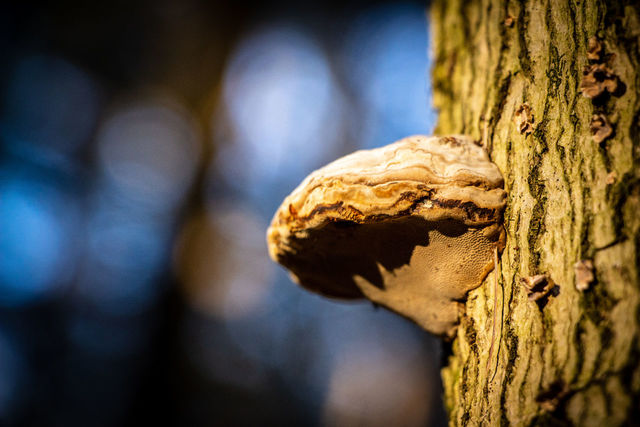 Close-up of mushrooms growing on tree trunk | ID: 121806517