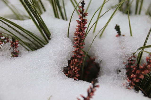 High angle view of snow covered plants | ID: 135618500