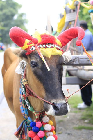 Close-up of multi colored cow | ID: 131486360