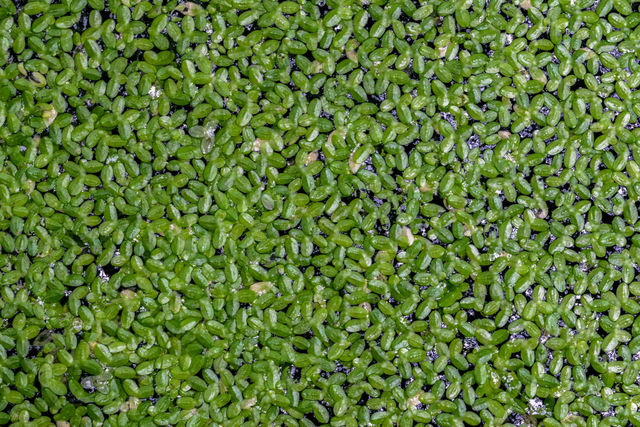 Duckweed pictures | Curated Photography on EyeEm