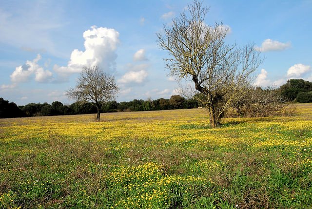 Field against sky | ID: 123767851