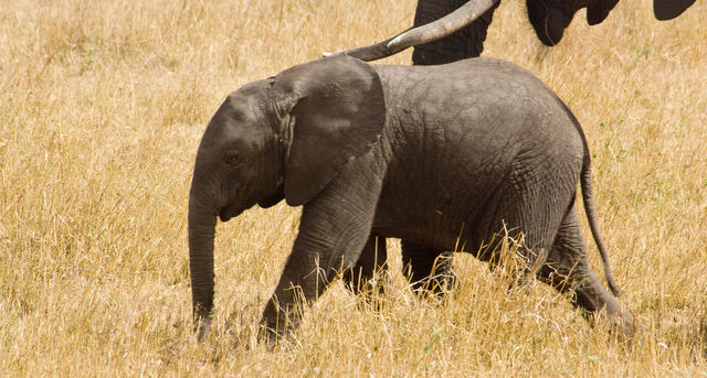 Elephant in field | ID: 103310305