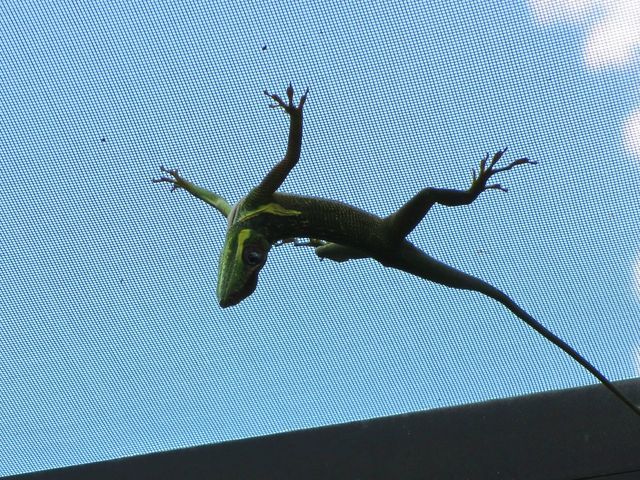 Green anole lizard on window against sky | ID: 73126872