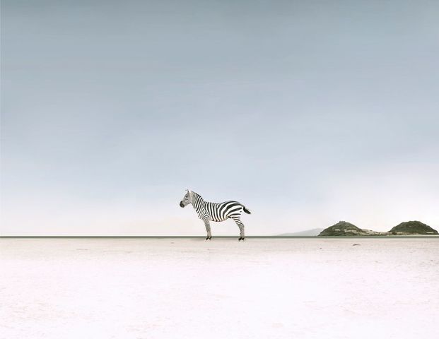 Zebra standing at beach against sky | ID: 113522231
