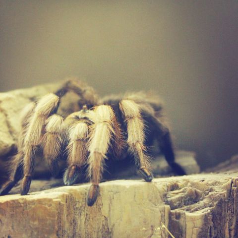 Close-up of spider legs | ID: 43213668
