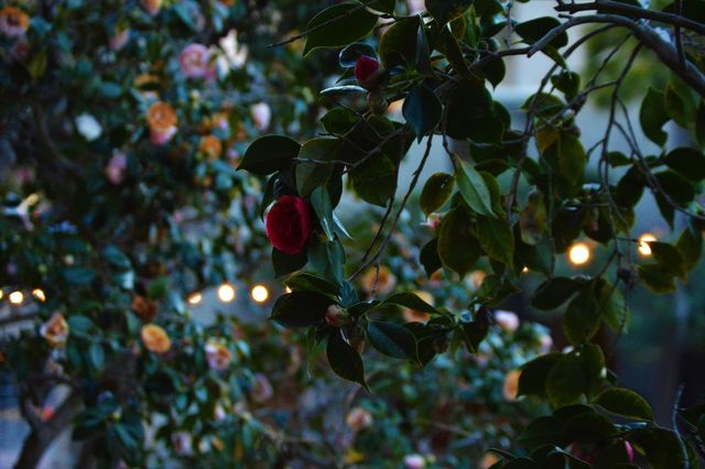 Close-up of rose tree with illuminated | ID: 138423369