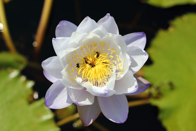 Red Lotus Pond pictures | Curated Photography on EyeEm