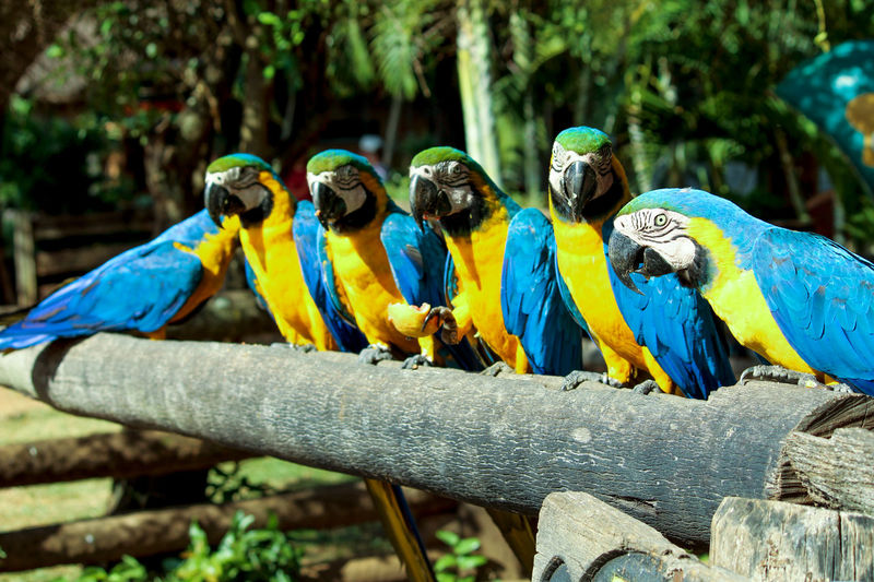 Araras pictures | Curated Photography on EyeEm