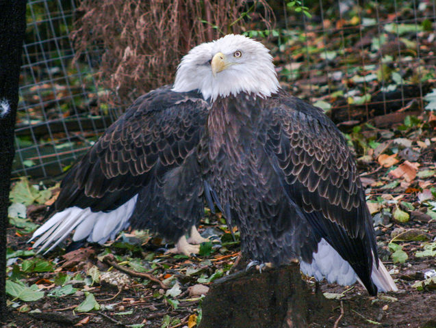 Close-up of eagle flying | ID: 132836377