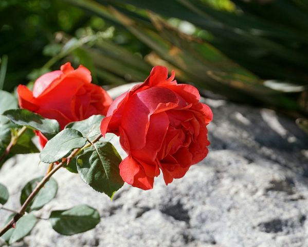 Close-up of red roses blooming over rock | ID: 71564766