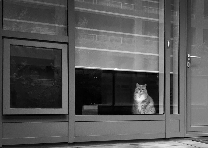 Cat Looking Through Window pictures | Curated Photography on EyeEm
