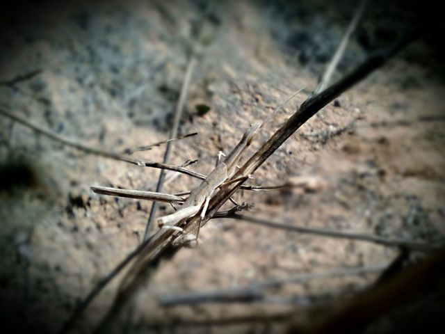 Close-up of insect on ground | ID: 111935034