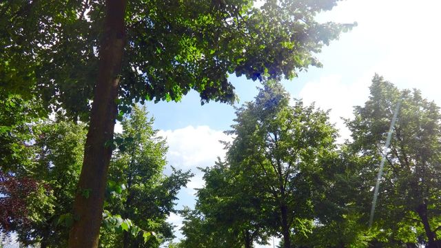 Low angle view of trees against sky | ID: 88580065